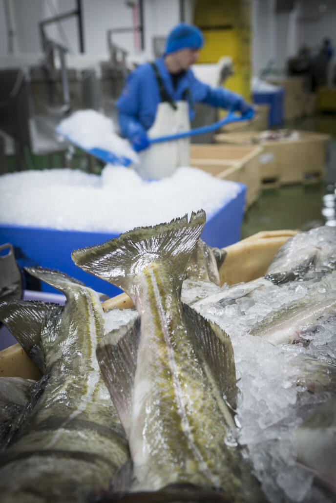 GRÓ-FTP training - FarFish